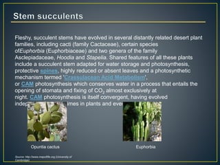 Chapter 6 7 ecology | PPT