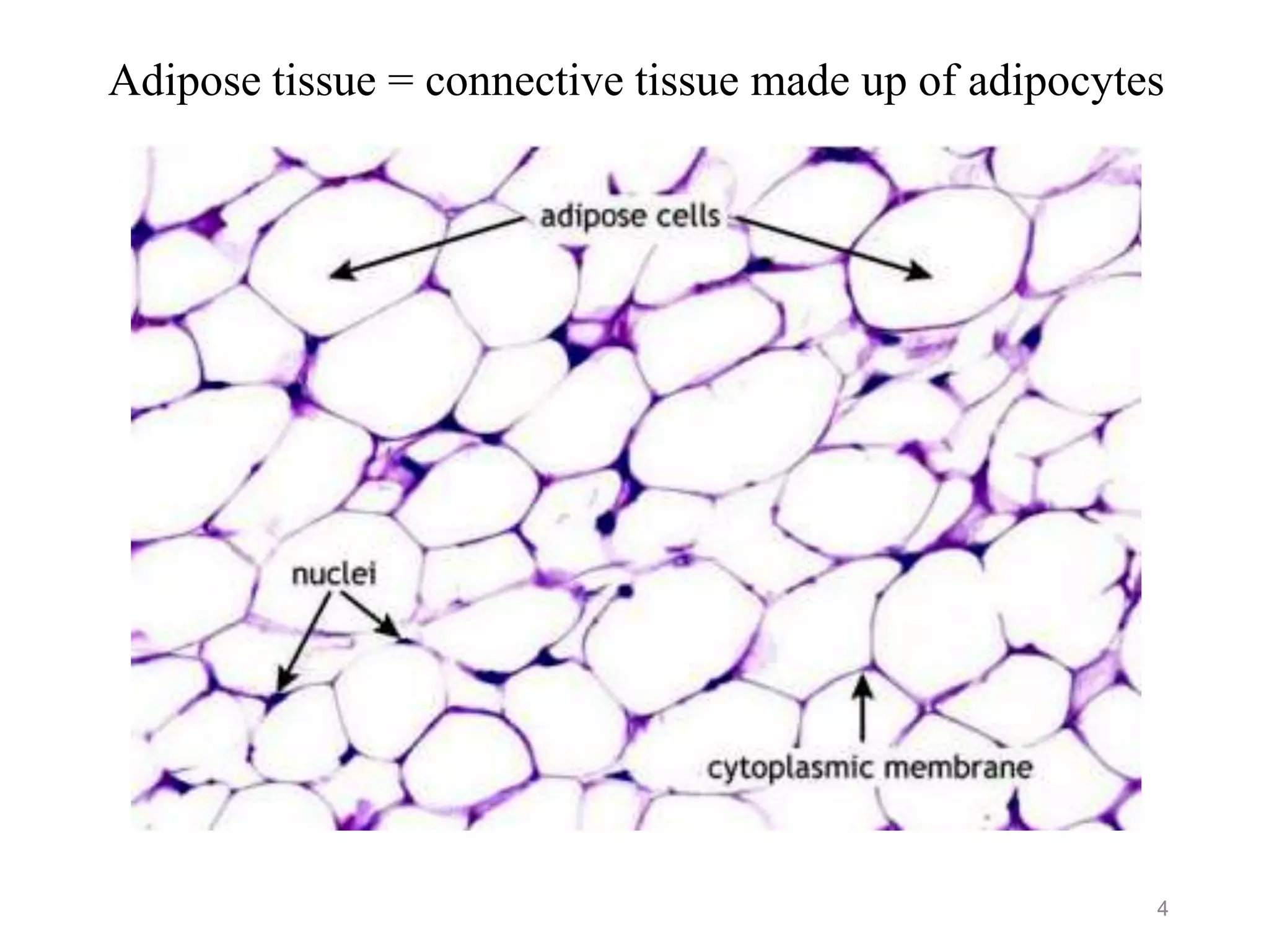 Adipose Tissue Histology | PPTX