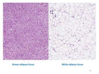 Brown Adipose Connective Tissue