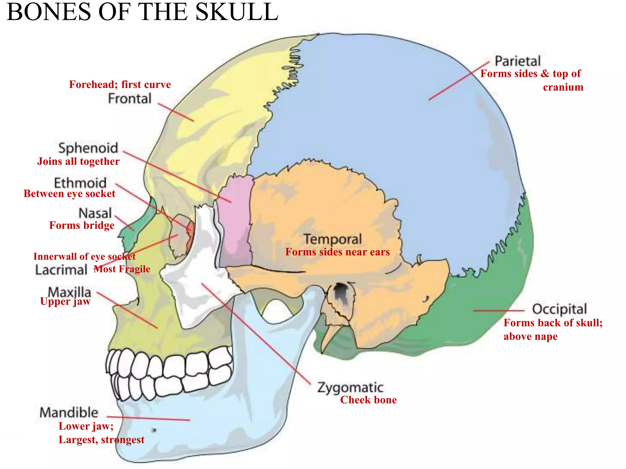 Chapter 6 A & P | PPTX