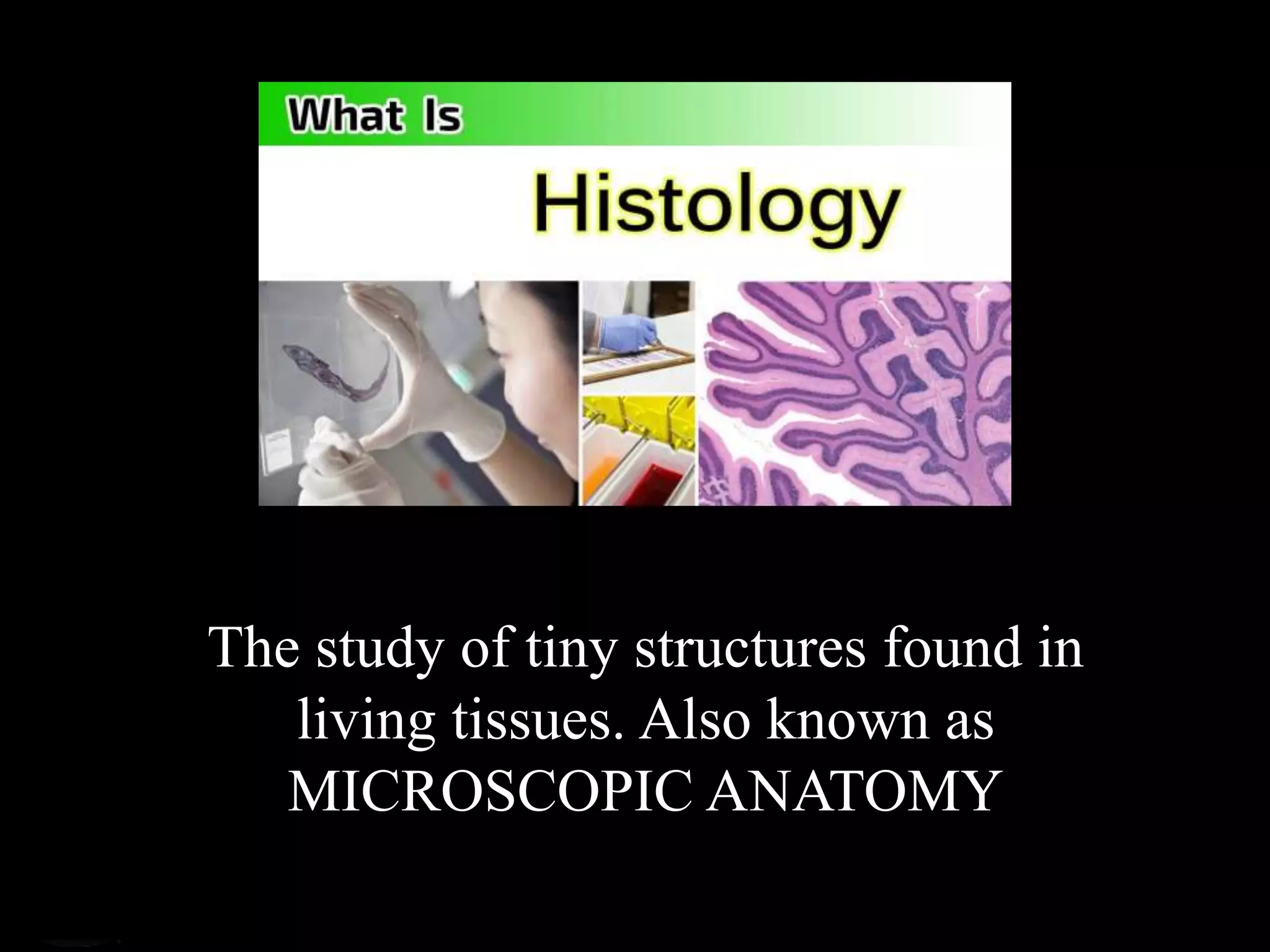 Chapter 6 A & P | PPTX