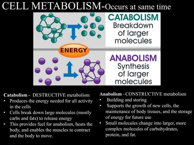 Chapter 6 A & P | PPTX