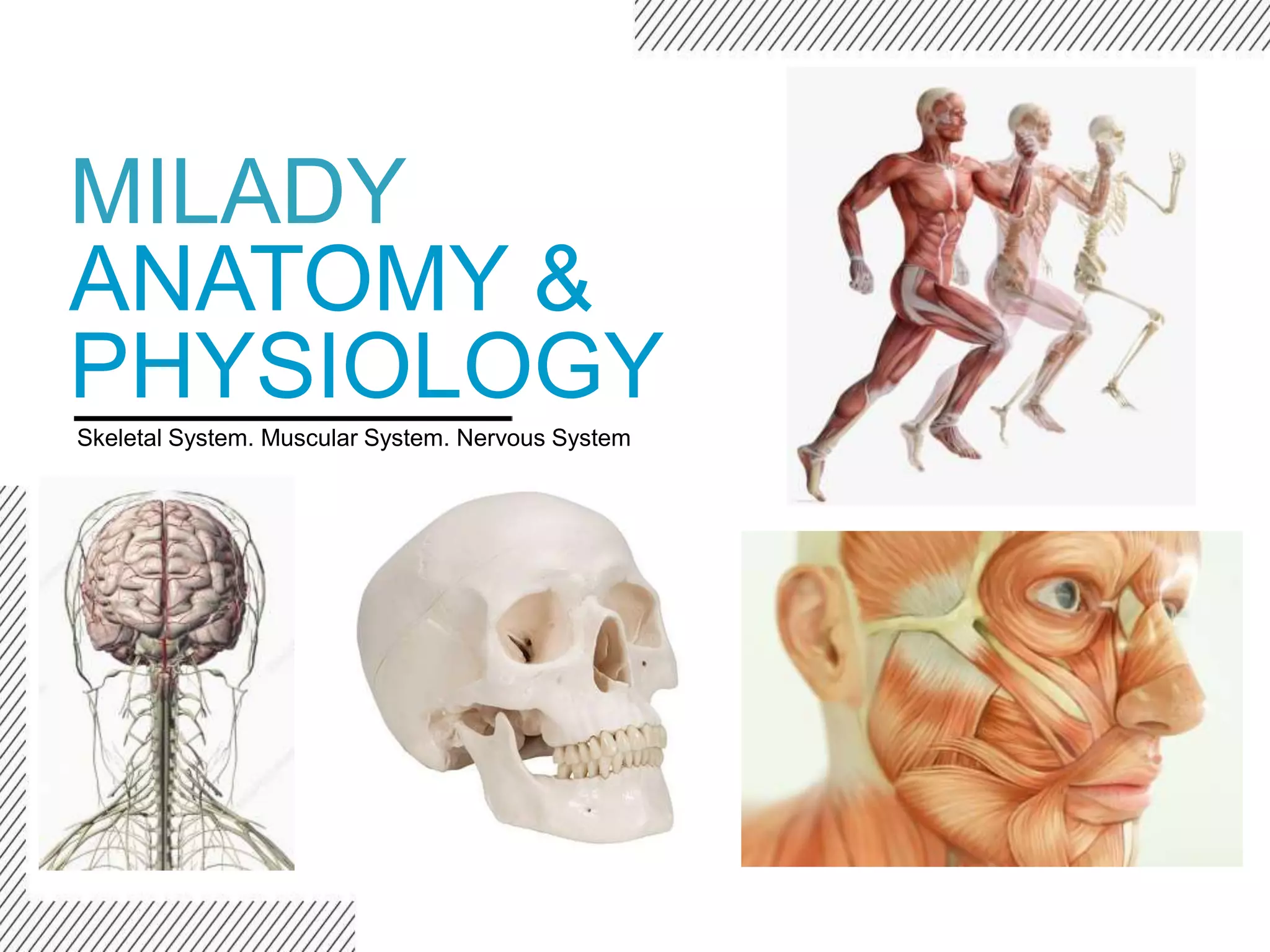 Chapter 6 A & P ( updated ) | PPTX