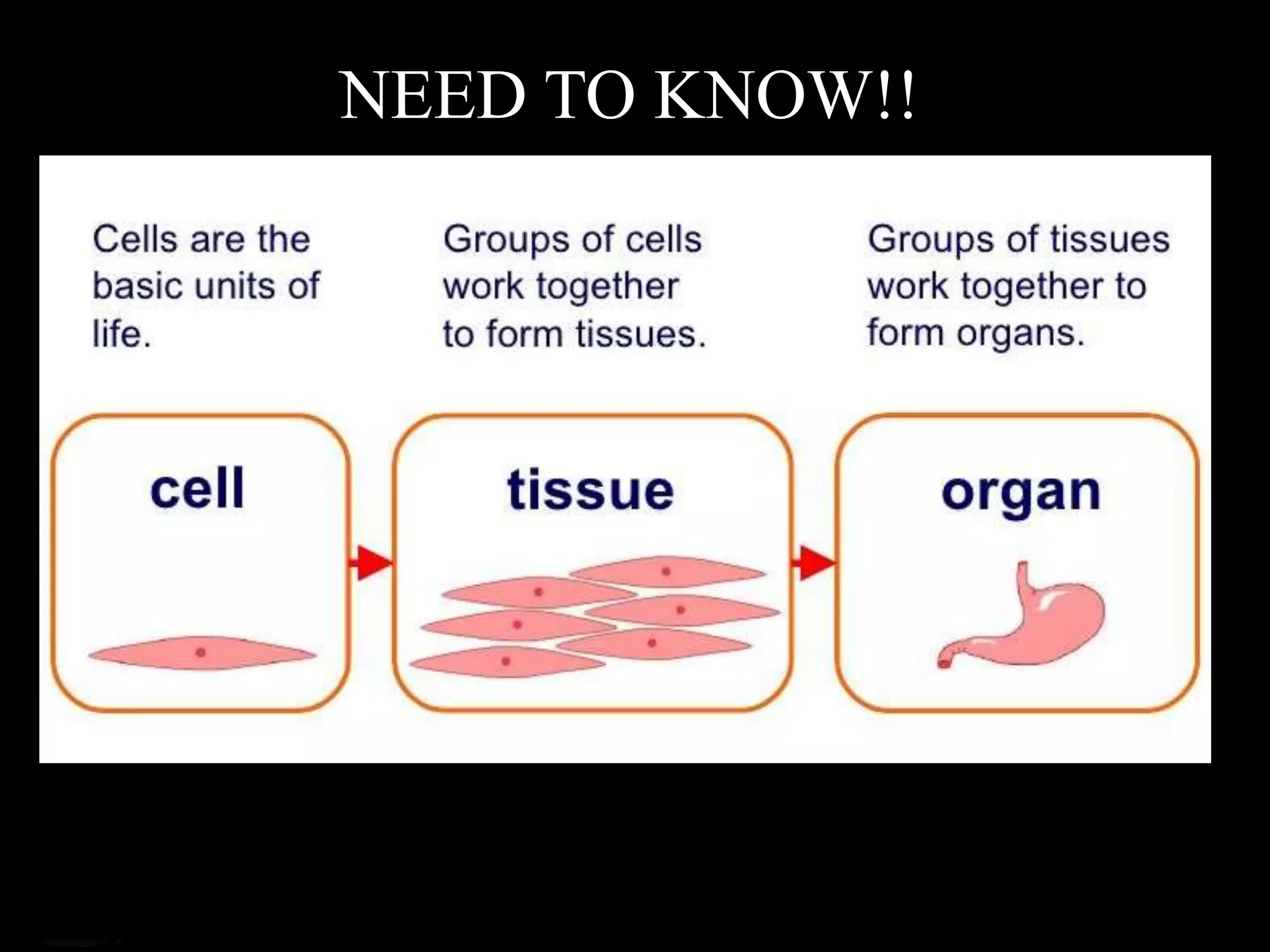 Chapter 6 A & P ( updated ) | PPTX