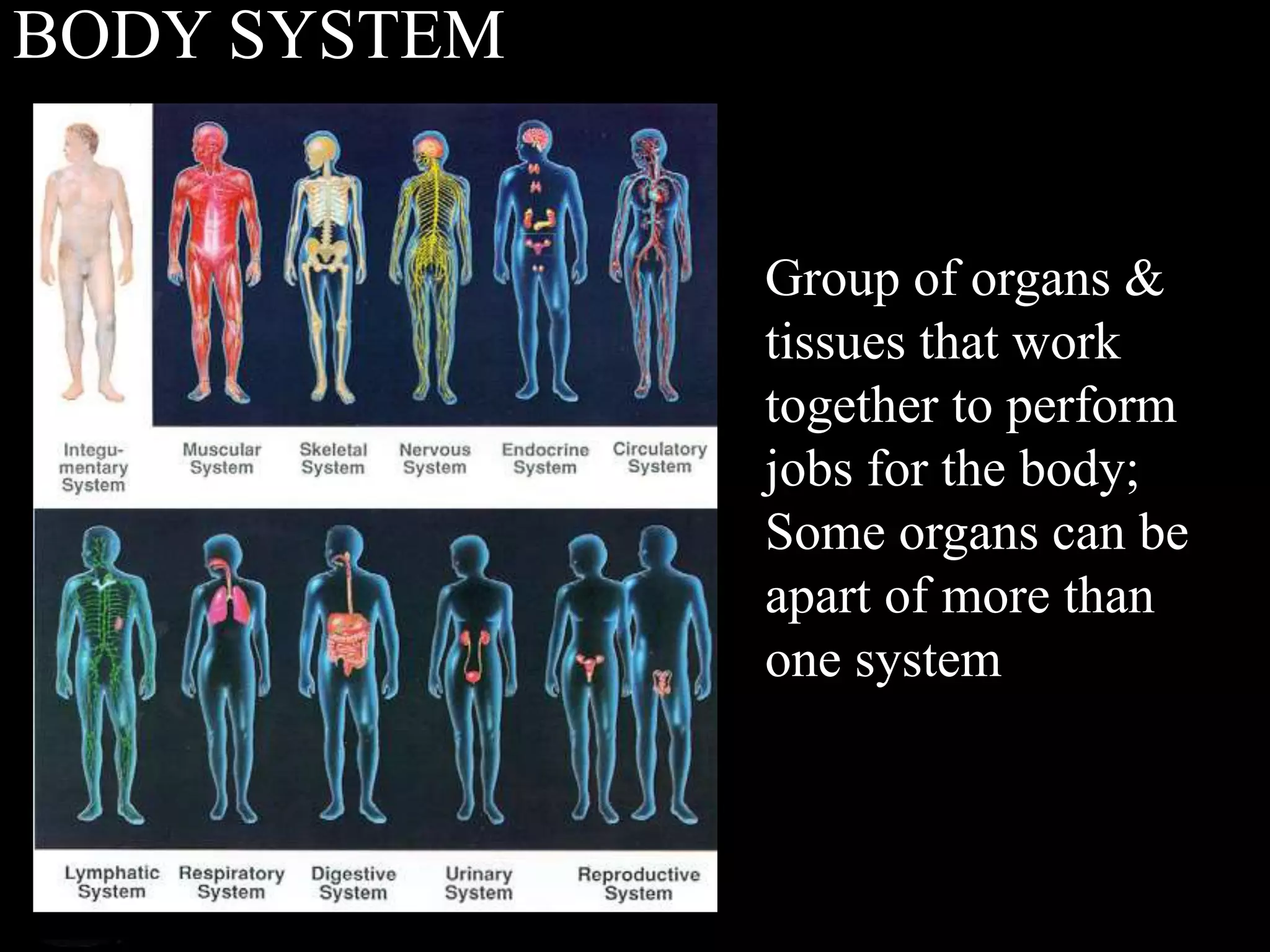 Chapter 6 A & P ( updated ) | PPTX