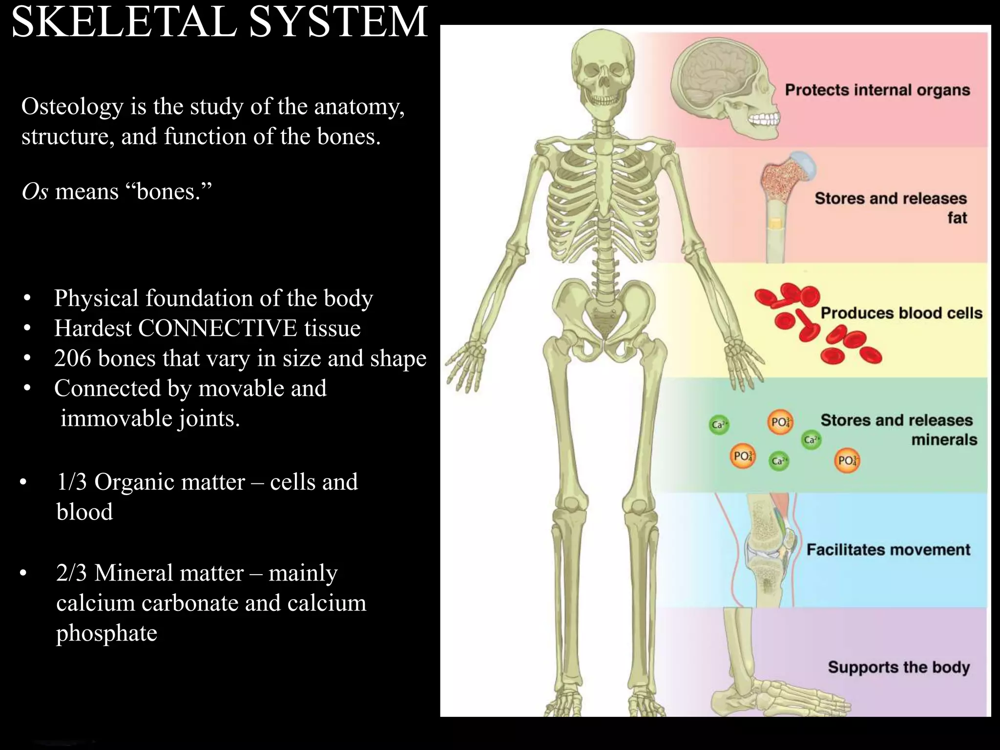 Chapter 6 A & P ( updated ) | PPTX