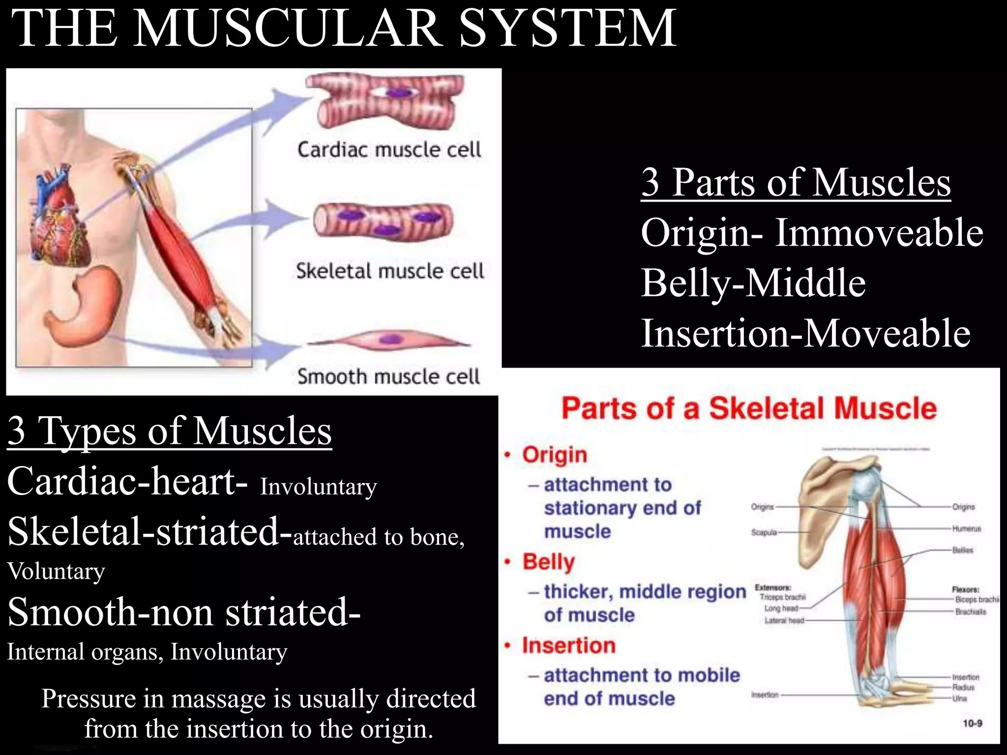 Chapter 6 A & P ( updated ) | PPTX