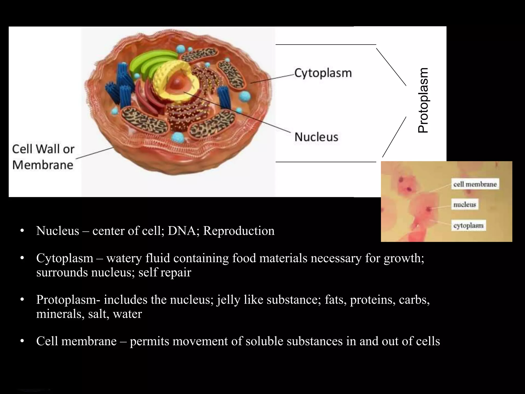 Chapter 6 A & P ( updated ) | PPTX