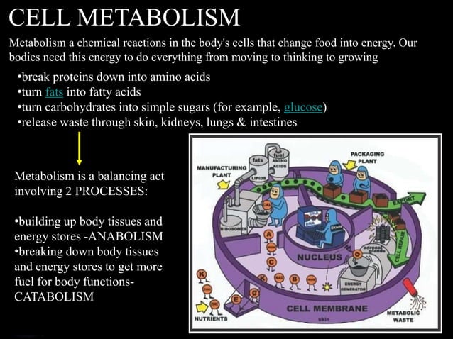 Chapter 6 A & P ( updated ) | PPTX
