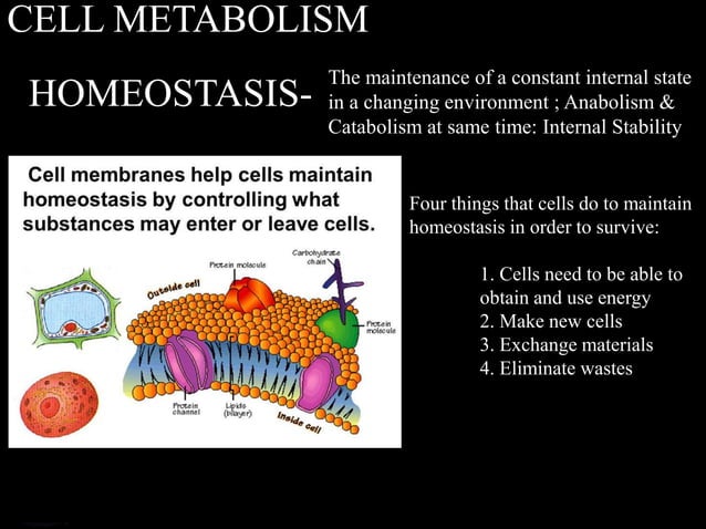 Chapter 6 A & P ( updated ) | PPTX