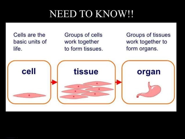 Chapter 6 A & P ( updated ) | PPTX