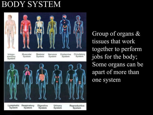 Chapter 6 A & P ( updated ) | PPTX