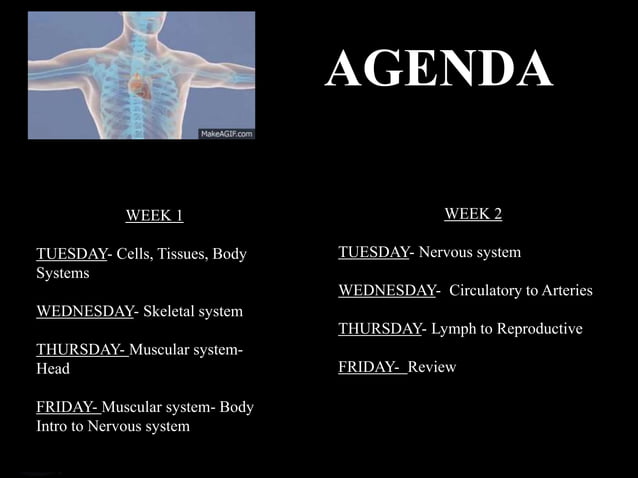 Chapter 6 A & P ( updated ) | PPTX