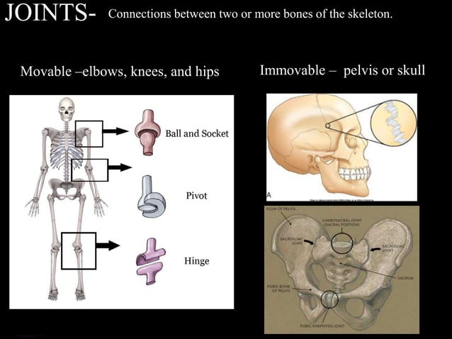 Chapter 6 A & P ( updated ) | PPTX