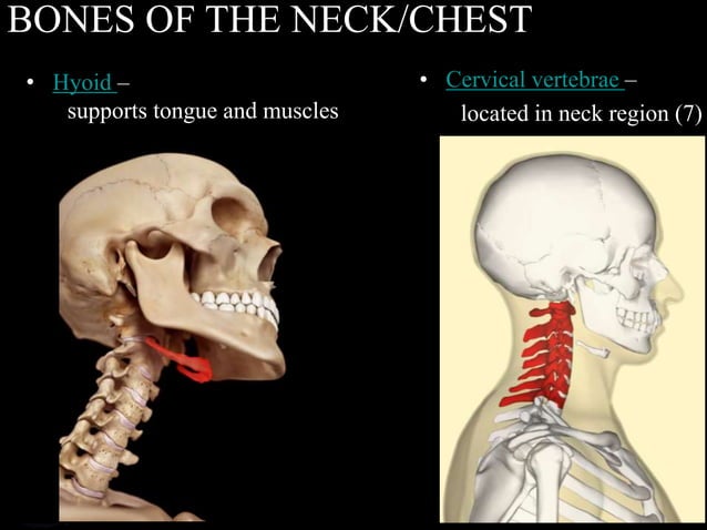 Chapter 6 A & P ( updated ) | PPTX