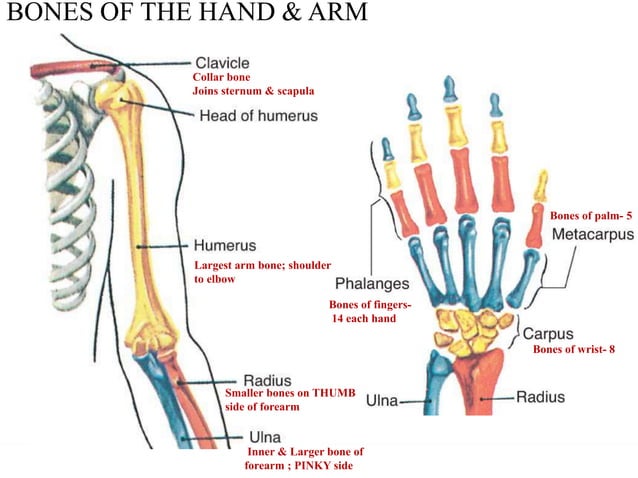 Chapter 6 A & P ( updated ) | PPTX