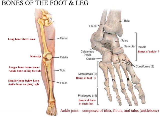 Chapter 6 A & P ( updated ) | PPTX