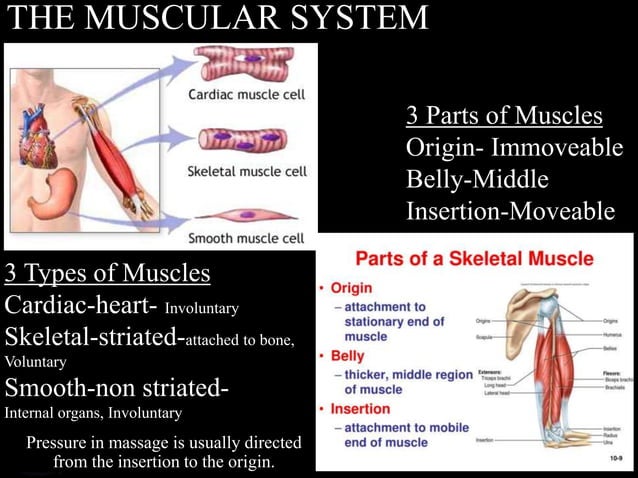 Chapter 6 A & P ( updated ) | PPTX