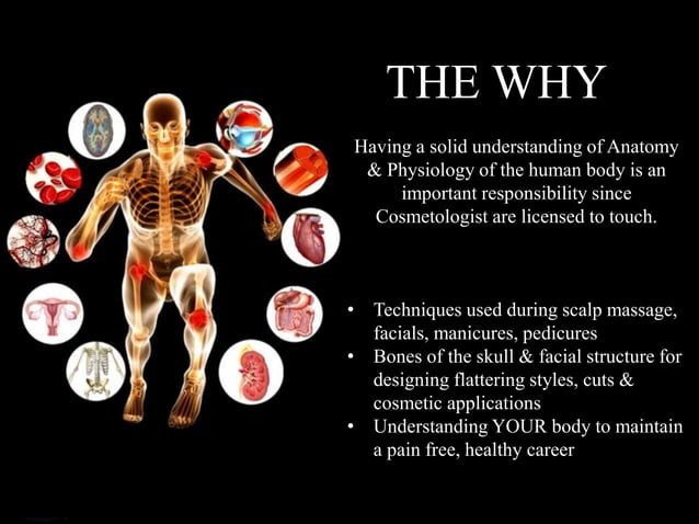 Chapter 6 A & P ( updated ) | PPTX