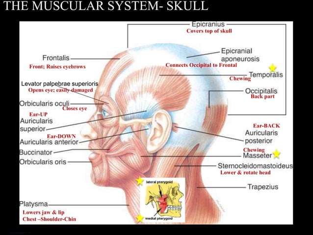 Chapter 6 A & P ( updated ) | PPTX