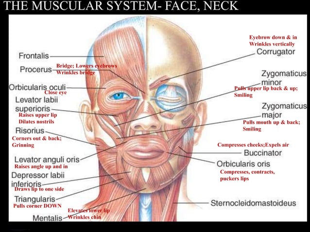 Chapter 6 A & P ( updated ) | PPTX