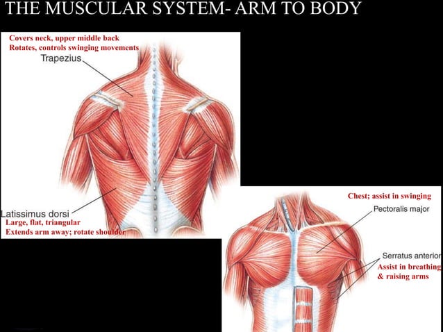 Chapter 6 A & P ( updated ) | PPTX
