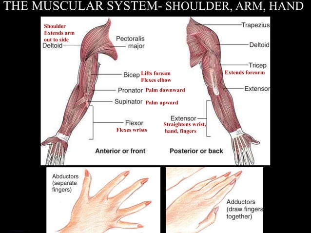 Chapter 6 A & P ( updated ) | PPTX