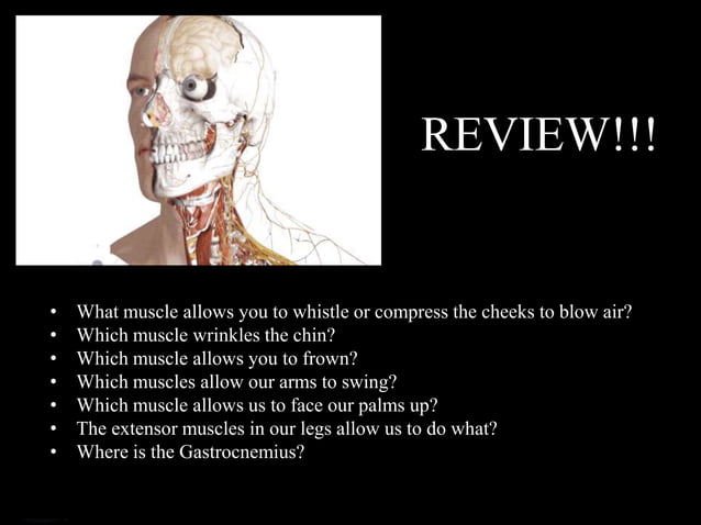 Chapter 6 A & P ( updated ) | PPTX