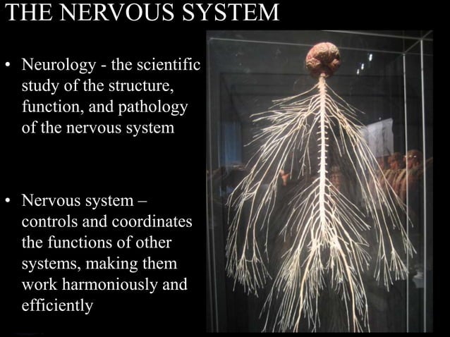 Chapter 6 A & P ( updated ) | PPTX
