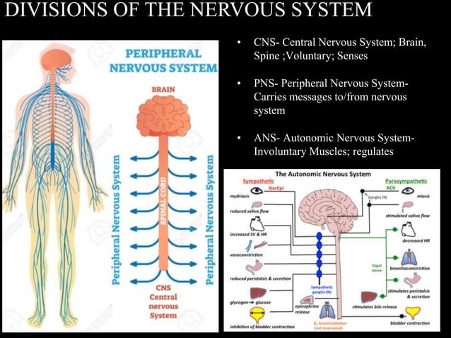 Chapter 6 A & P ( updated ) | PPTX