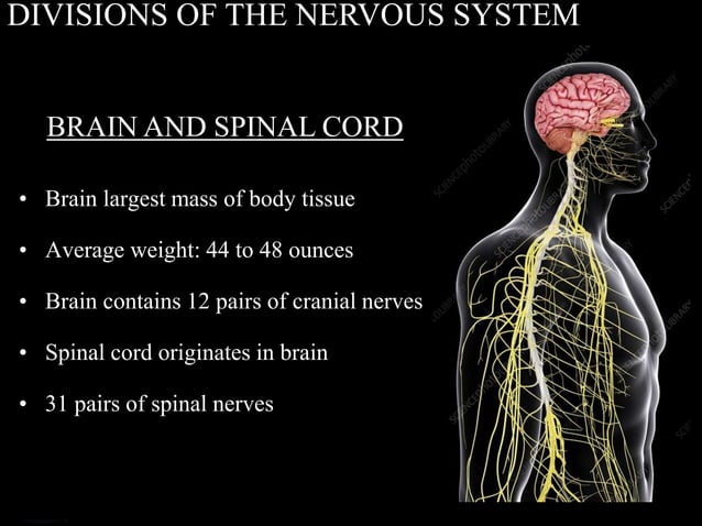 Chapter 6 A & P ( updated ) | PPTX