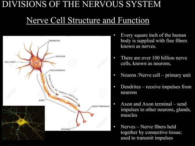 Chapter 6 A & P ( updated ) | PPTX