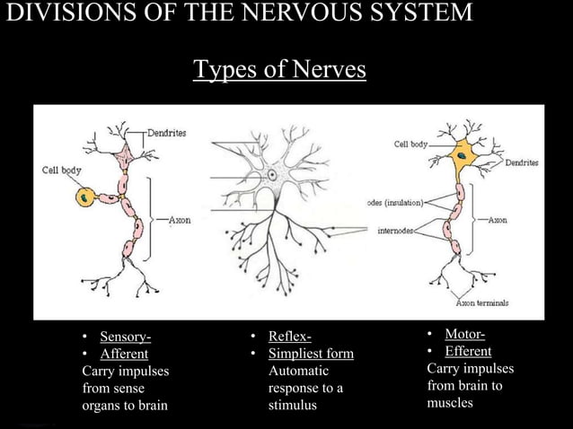 Chapter 6 A & P ( updated ) | PPTX
