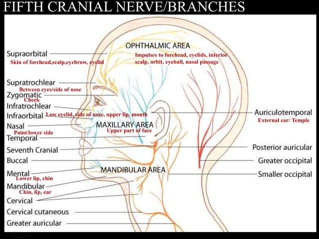 Chapter 6 A & P ( updated ) | PPTX