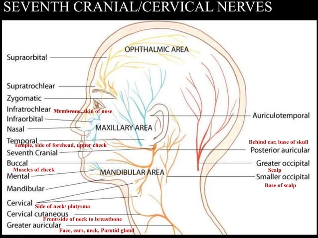 Chapter 6 A & P ( updated ) | PPTX