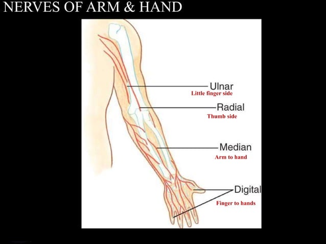 Chapter 6 A & P ( updated ) | PPTX