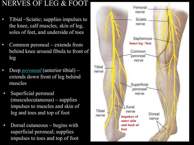 Chapter 6 A & P ( updated ) | PPTX