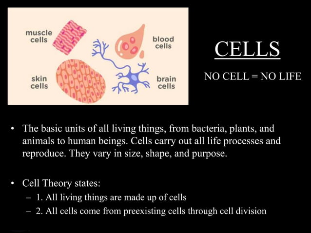 Chapter 6 A & P ( updated ) | PPTX