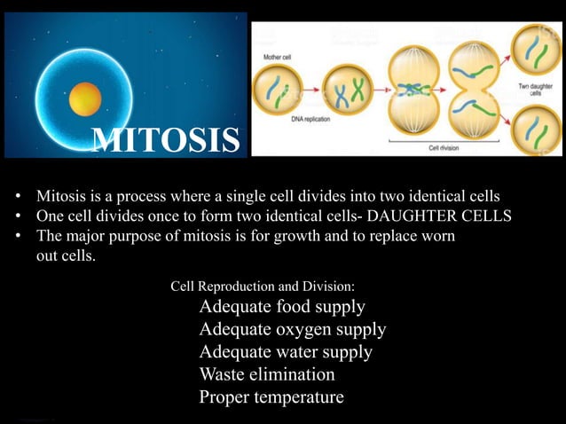 Chapter 6 A & P ( updated ) | PPTX