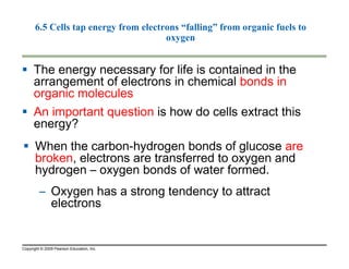 Chapter 6 cell energy [compatibility mode] | PDF