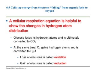 Chapter 6 cell energy [compatibility mode] | PDF