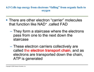 Chapter 6 cell energy [compatibility mode] | PDF