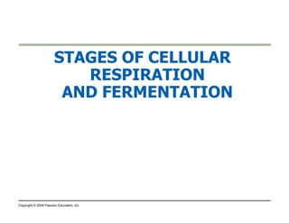 Chapter 6 cell energy [compatibility mode] | PDF