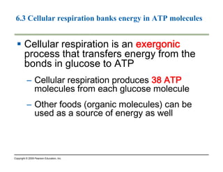 Chapter 6 cell energy [compatibility mode] | PDF