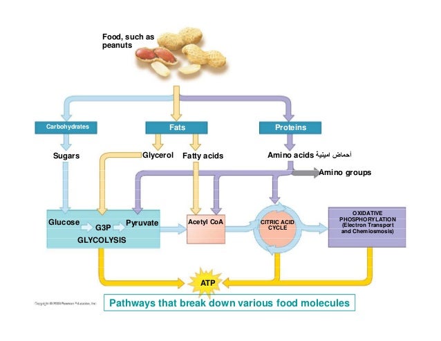 Chapter 6 cell energy [compatibility mode]