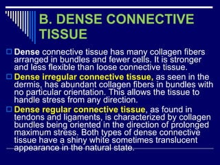 Chapter 6.connective tissue 2 | PPT