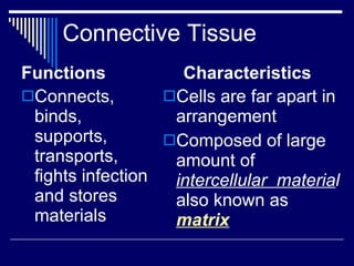 Chapter 6.connective tissue 2 | PPT