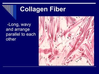 Chapter 6.connective tissue 2 | PPT