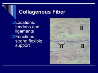 Chapter 6.connective tissue 2 | PPT