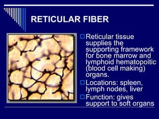 Chapter 6.connective tissue 2 | PPT